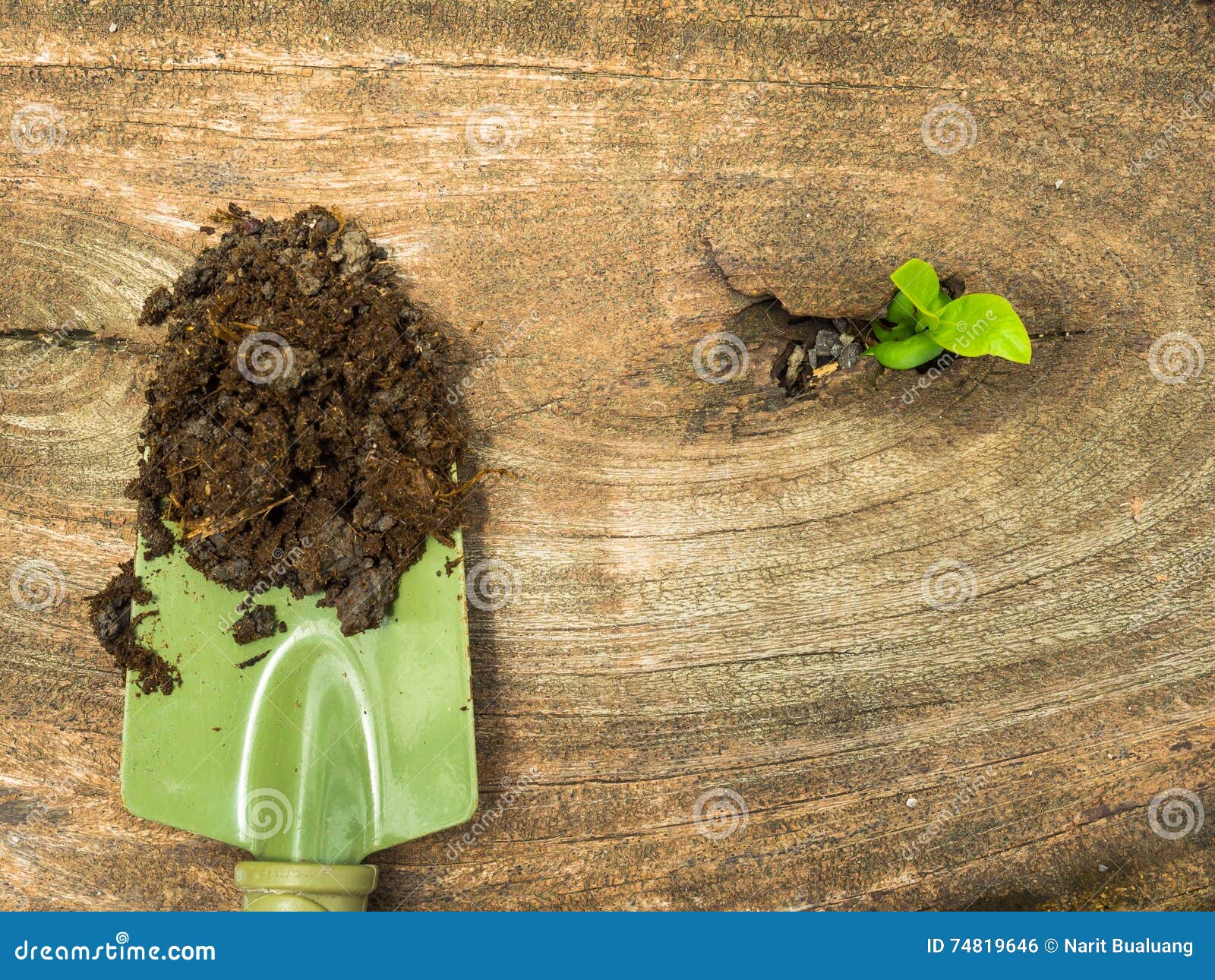 Sapling and soil stock photo. Image of sapling, fertilizer - 74819646