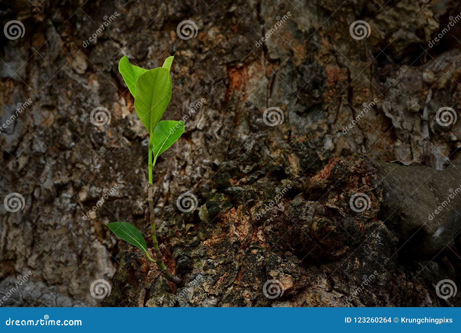 Sapling Sprout on Middle the Tree Trunk. Stock Photo - Image of jack ...