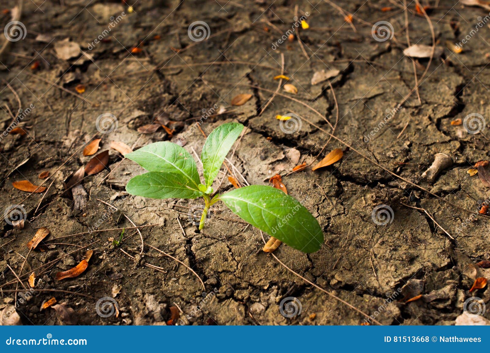 Sapling Sprouting on Dry Ground Background Stock Photo - Image of grow ...