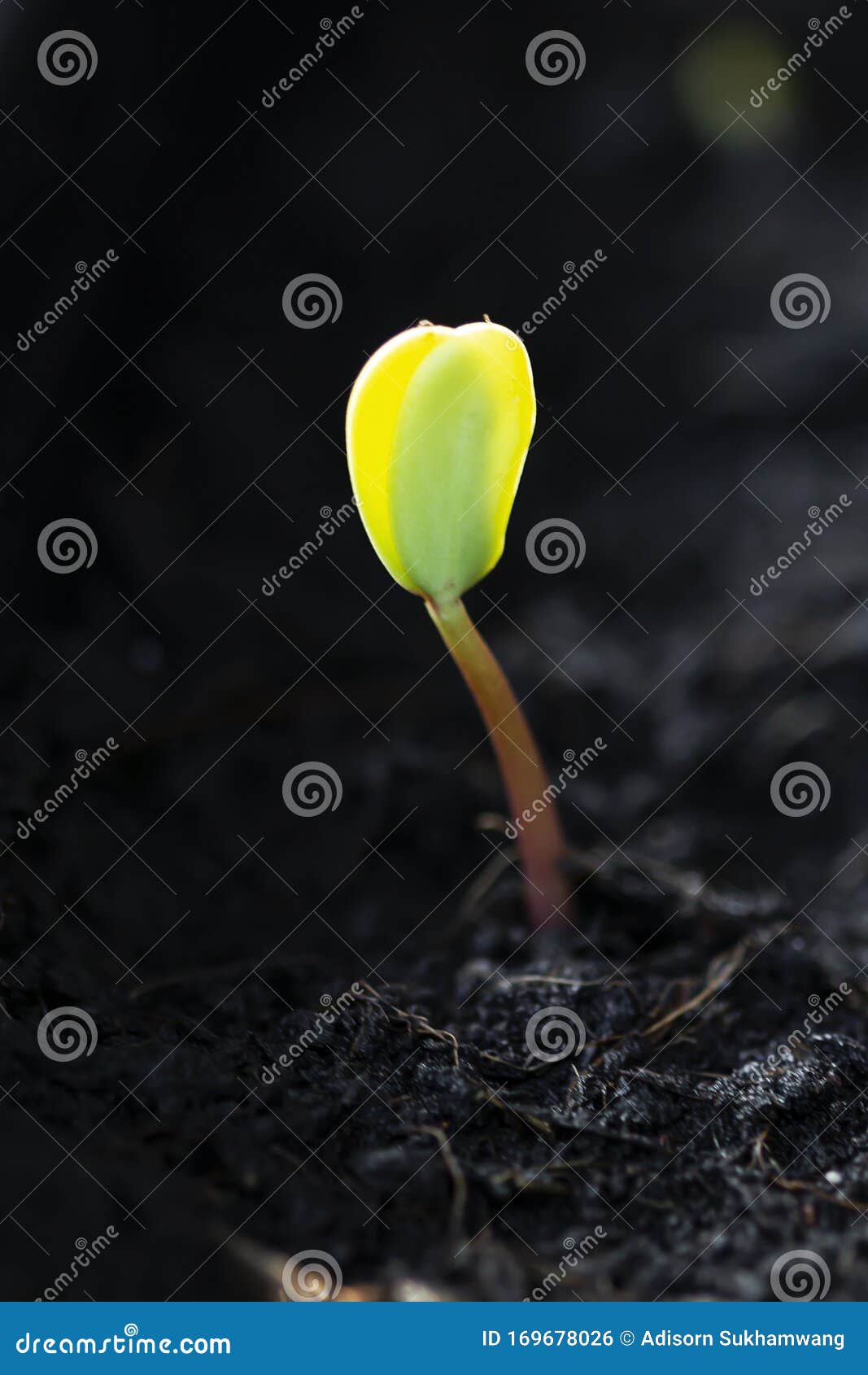 The Sapling Sprouts from the Seed Stock Photo - Image of agriculture ...