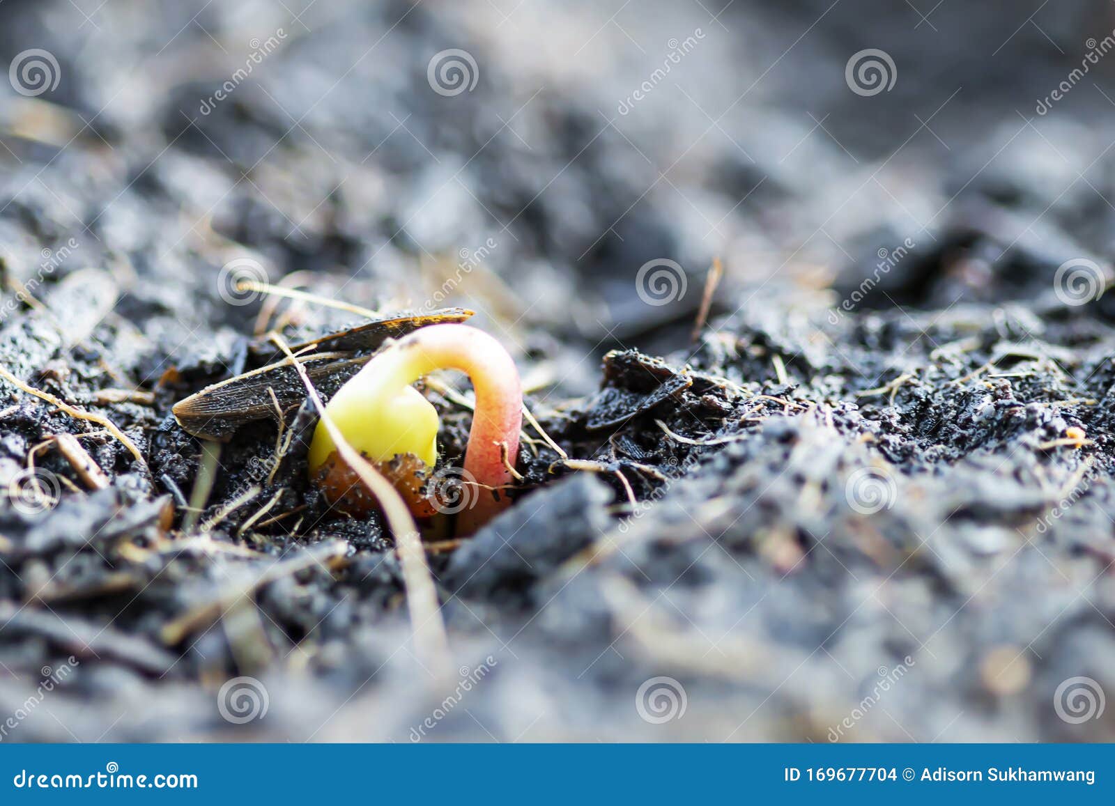 The Sapling Sprouts from the Seed Stock Photo - Image of seedling ...