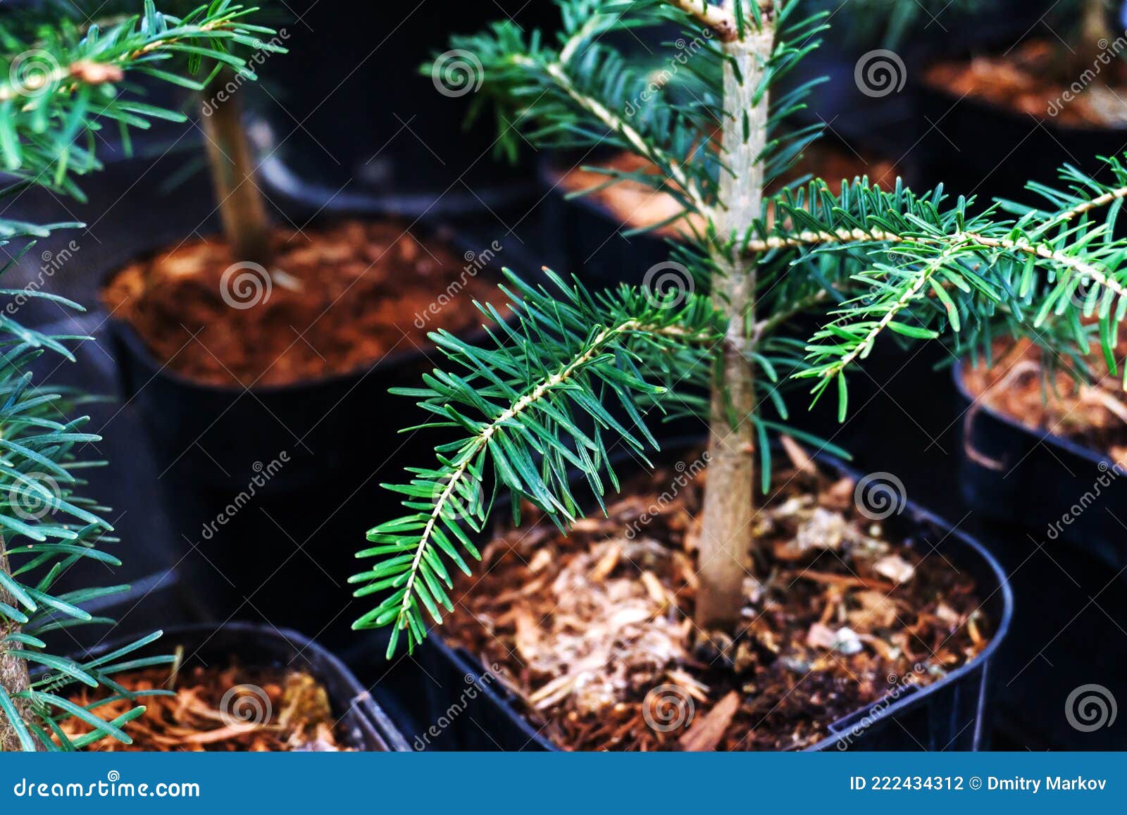 Sapling Spruce. Growing Conifers at Home. Close-up Stock Photo - Image ...