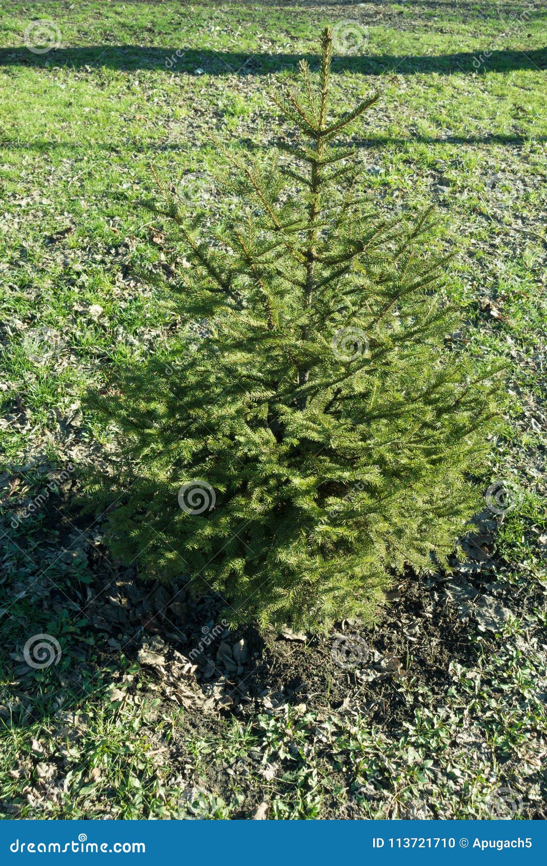 Sapling of Spruce in the Park Stock Photo - Image of lush, conifer ...