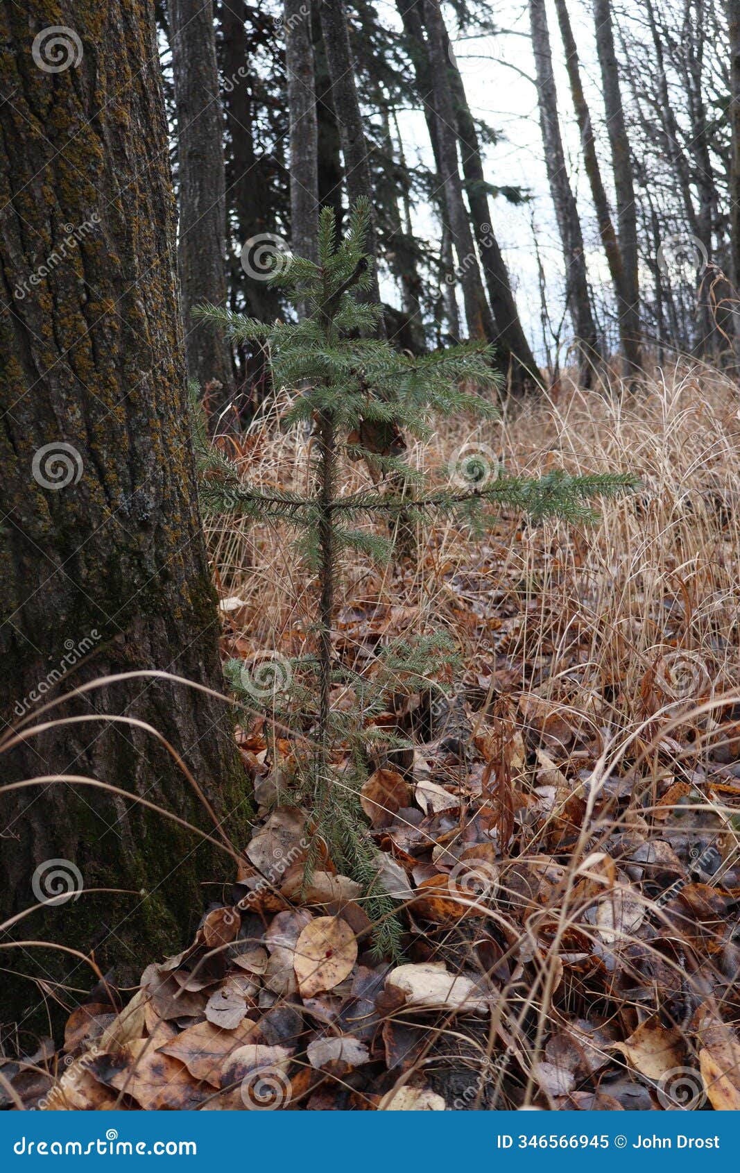 A Sapling Spruce Tree beside a Large Poplar Competing for Space. Stock ...