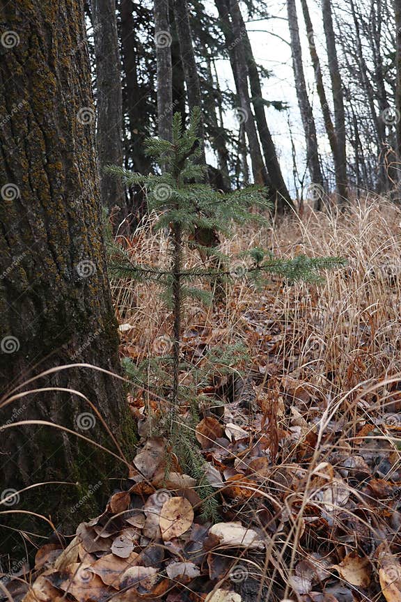 A Sapling Spruce Tree beside a Large Poplar Competing for Space. Stock ...