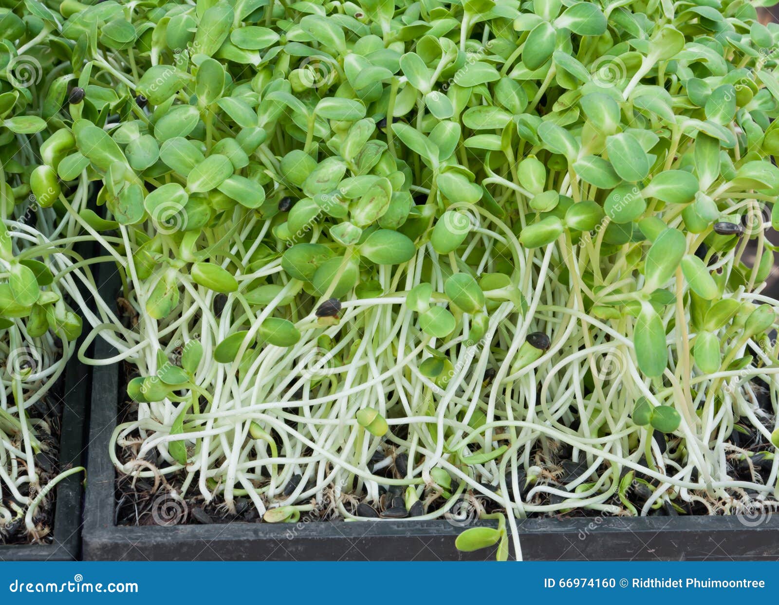 Sapling of sunflower. stock photo. Image of seed, sunflower - 66974160