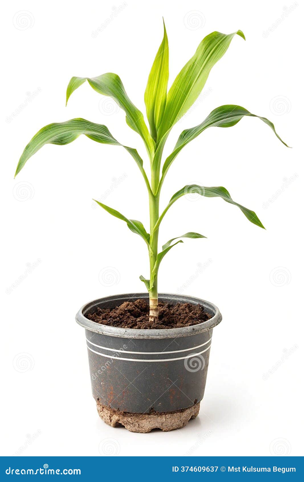 Yuk Corn Tree Royalty-Free Stock Image | CartoonDealer.com #278414824