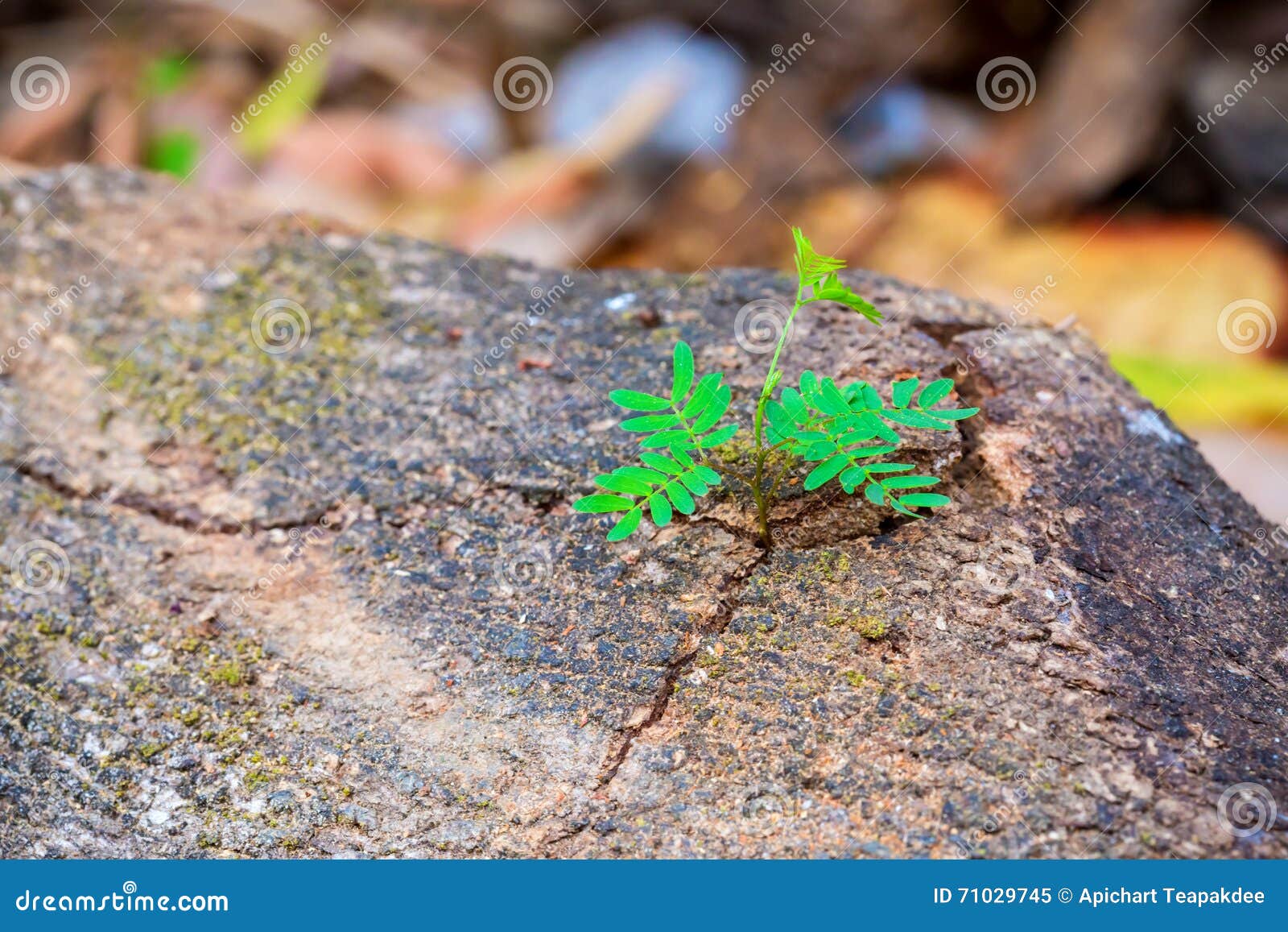 The sapling stock image. Image of green, farming, cherish - 71029745