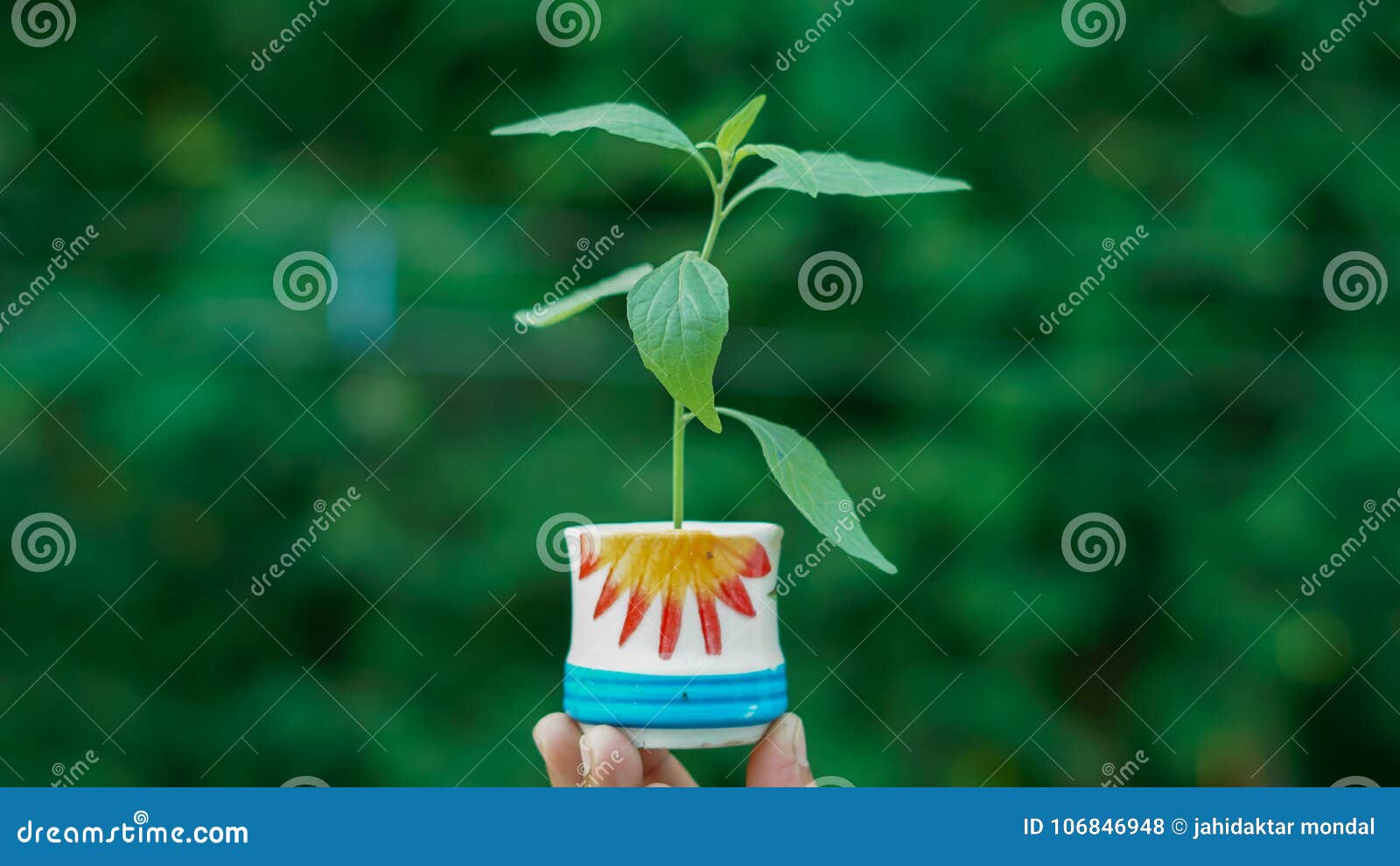 Sapling in a Tob with Color Background. Stock Photo - Image of tree ...