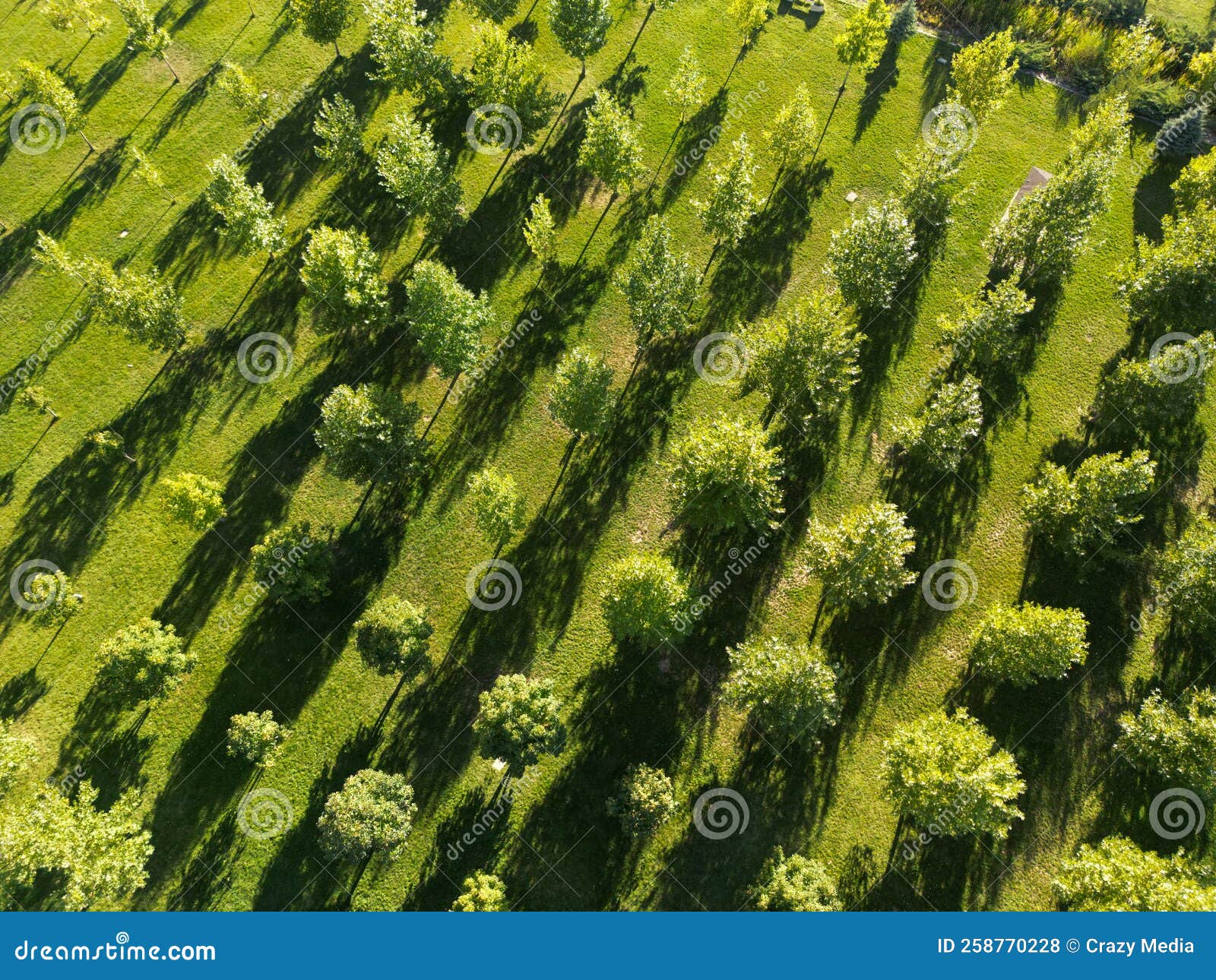 Sapling and Tree Cultivation, Regular Garden Landscape Works in ...