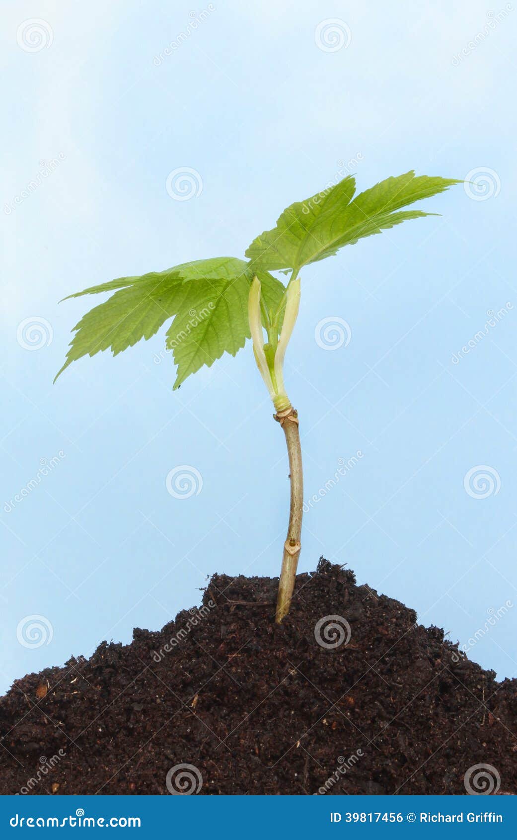 Sapling tree stock photo. Image of tree, blue, hazy, foliage - 39817456