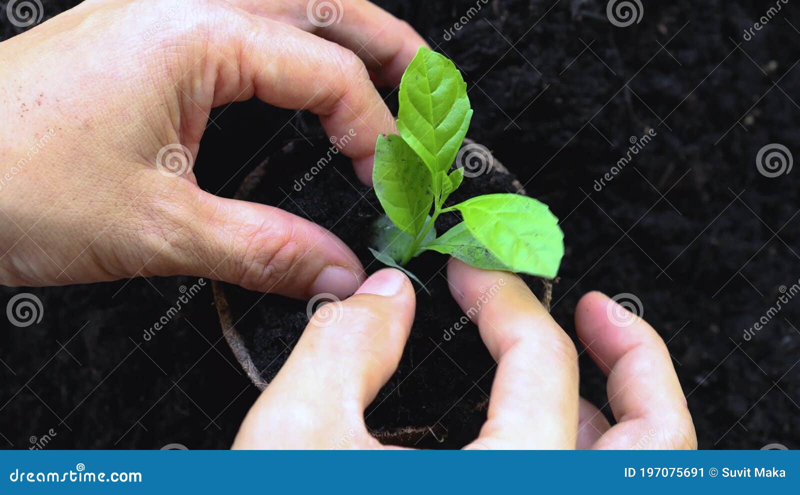 Sapling of Tree Growing with Sunlight. Stock Video - Video of growing ...
