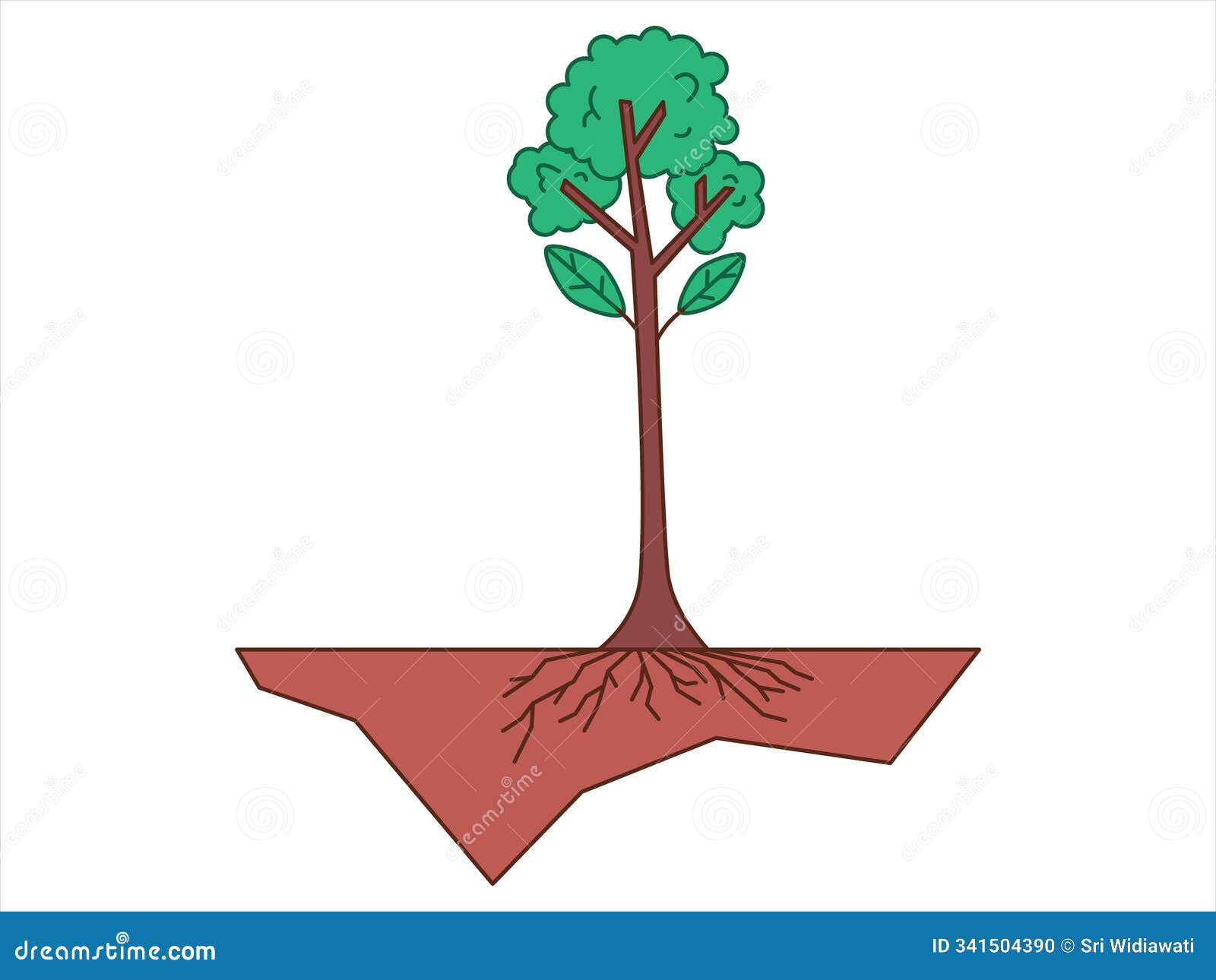 Sapling Tree Growth Phase Stage Cultivation Gardening Progress Step ...