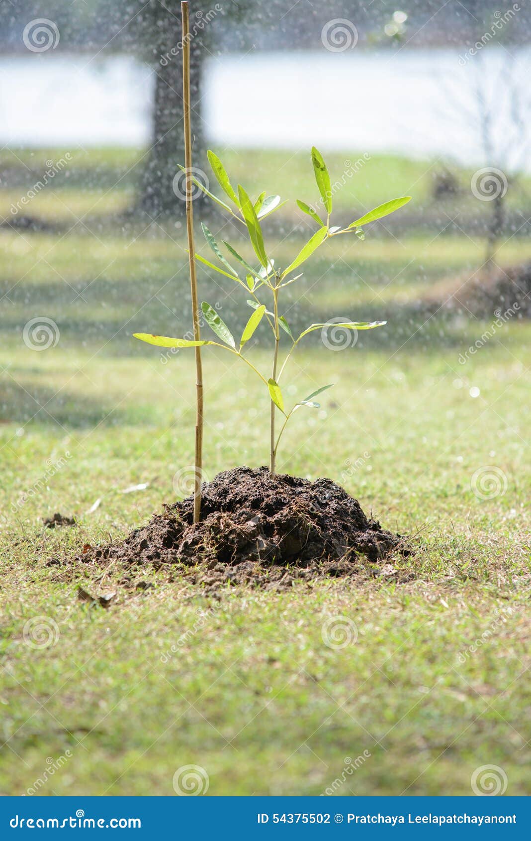 Sapling tree stock photo. Image of gardening, country - 54375502