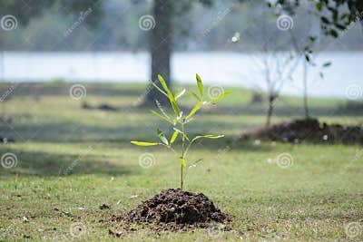Sapling tree stock image. Image of agriculture, land - 54375507