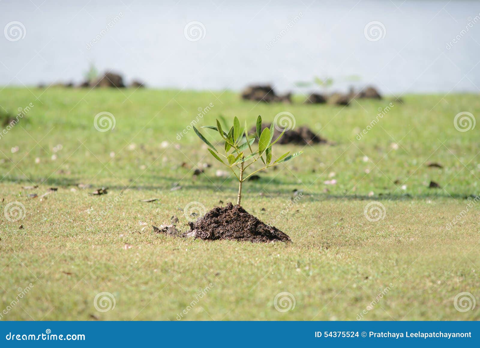 Sapling Tree Stock Photography | CartoonDealer.com #54375524