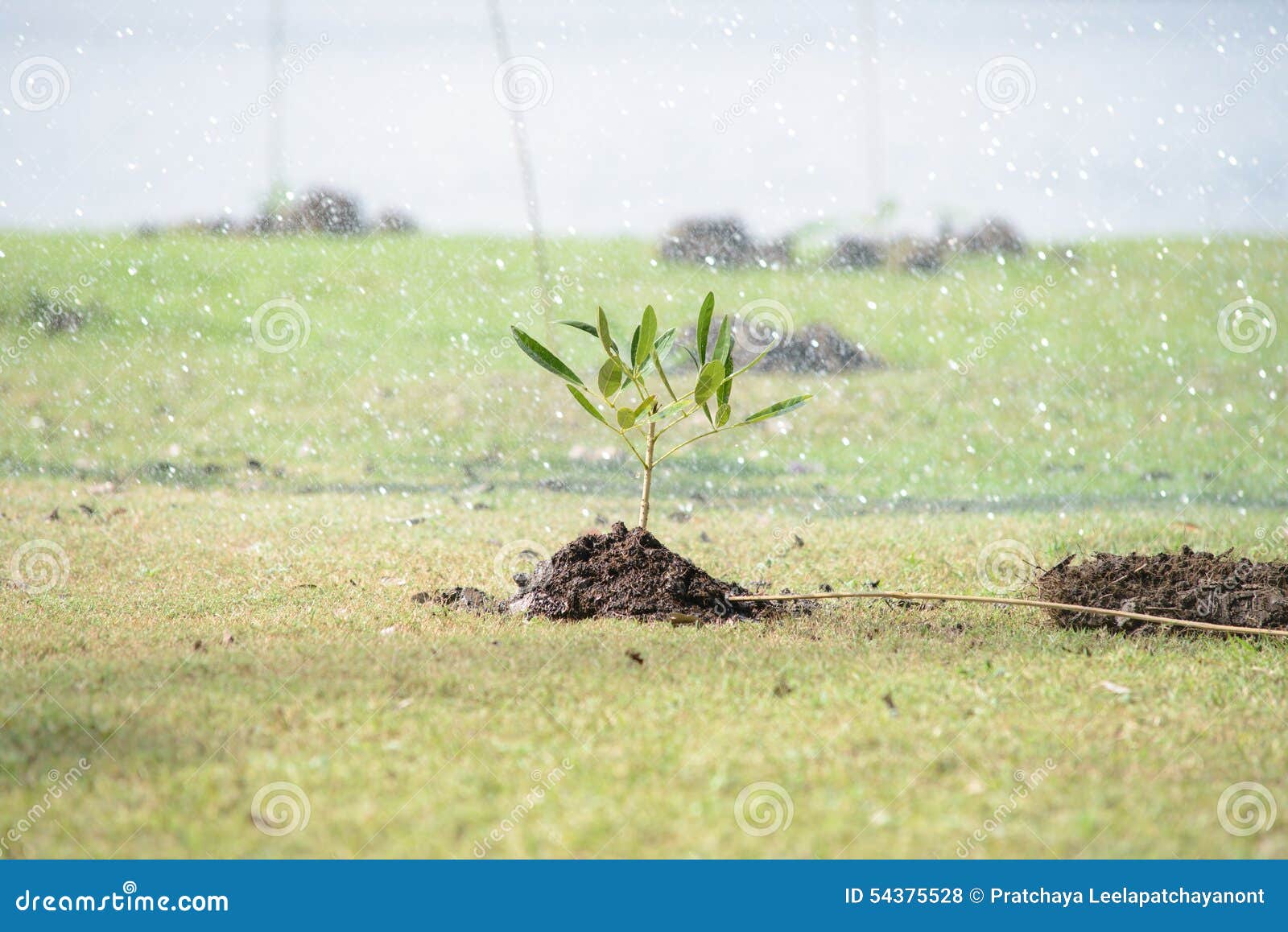 Sapling tree stock photo. Image of agriculture, botany - 54375528