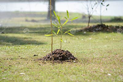 Sapling tree stock photo. Image of environmental, dirt - 54375538