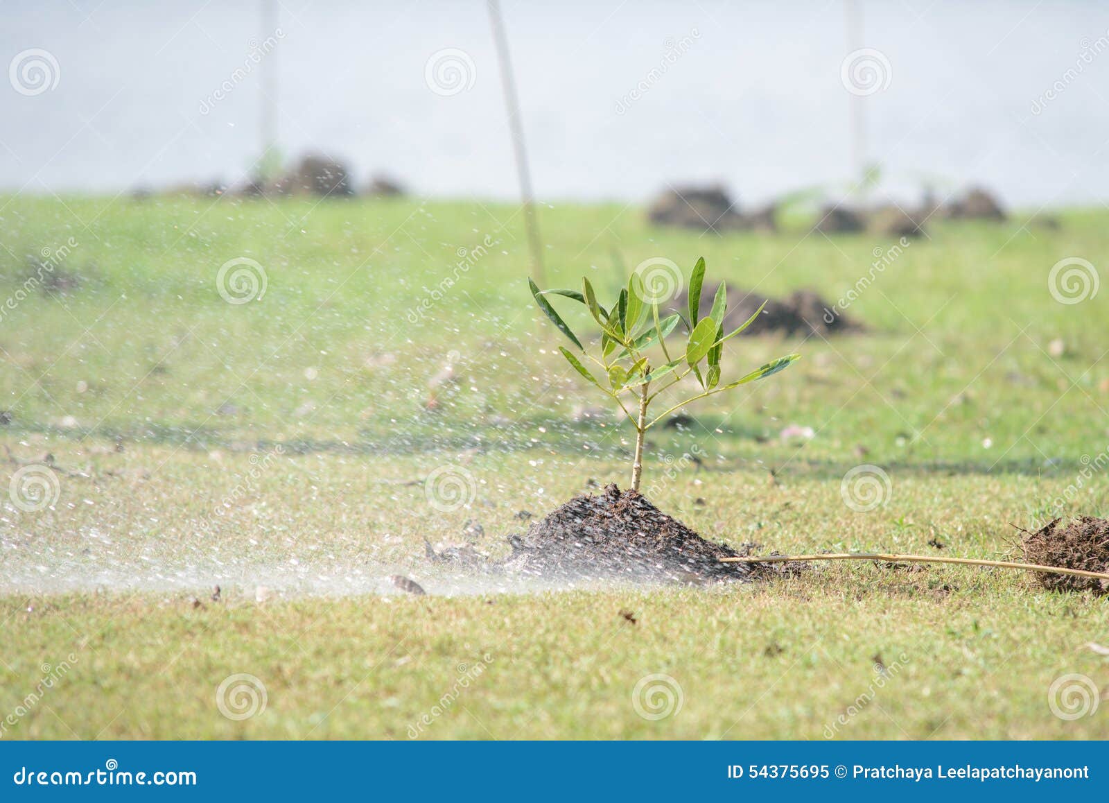 Sapling tree stock image. Image of botany, pouring, leaf - 54375695