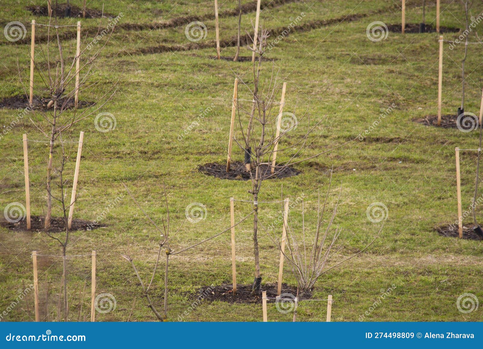 Sapling Tree for Planting in the City Park, Concept of Landscaping of ...