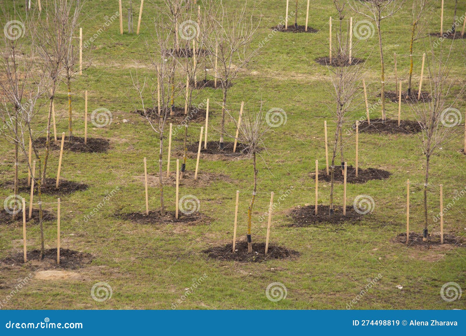 Sapling Tree for Planting in the City Park, Concept of Landscaping of ...