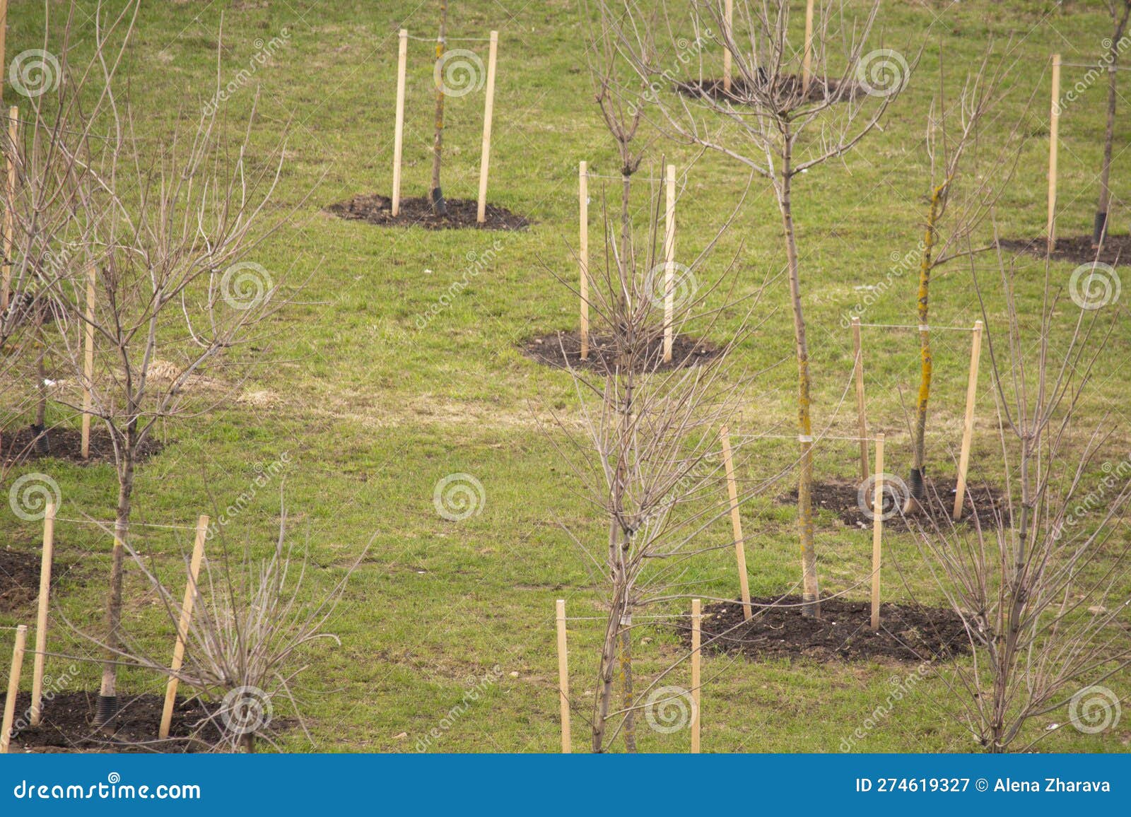 Sapling Tree for Planting in the City Park, Concept of Landscaping of ...