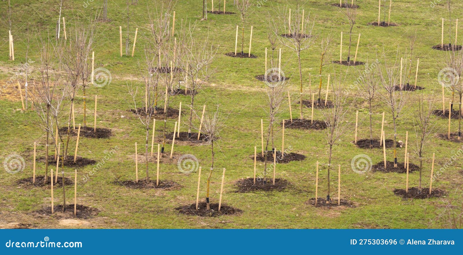 Sapling Tree for Planting in the City Park, Concept of Landscaping of ...