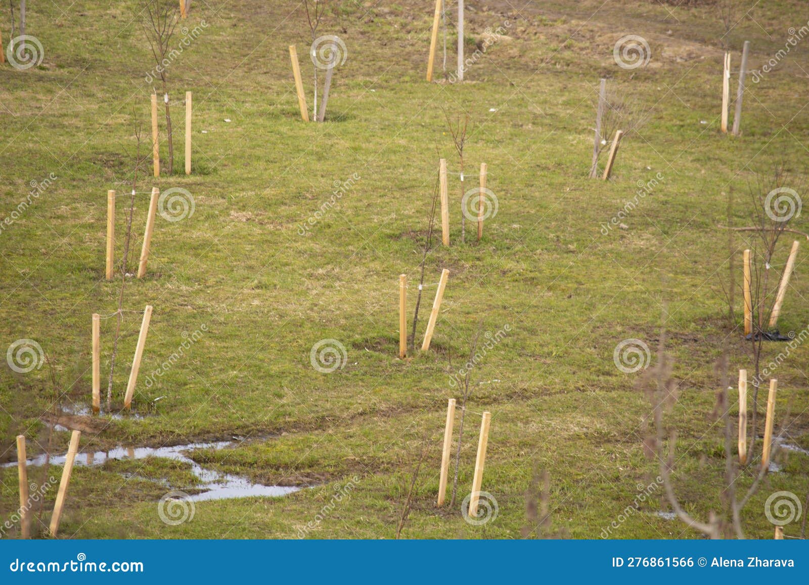 Sapling Tree for Planting in the City Park, Concept of Landscaping of ...