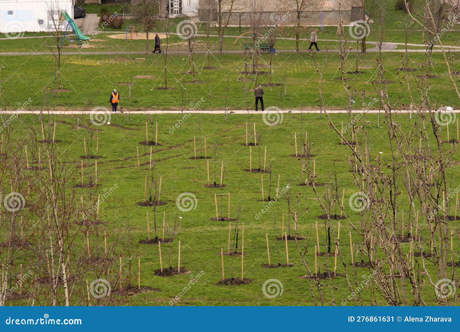 Sapling Tree for Planting in the City Park, Concept of Landscaping of ...
