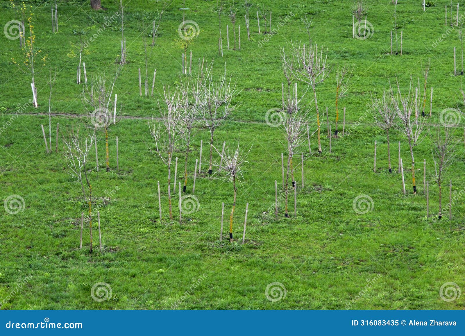 Sapling Tree for Planting in the City Park, Concept of Landscaping of ...