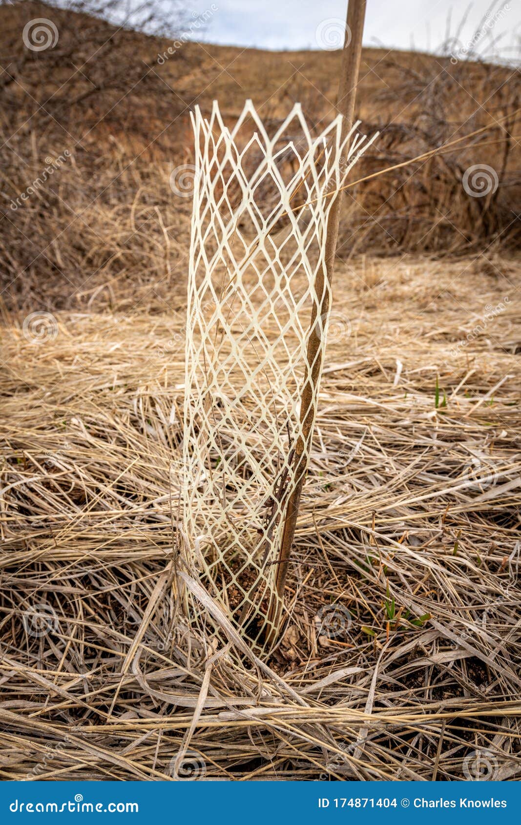 Sapling Tree Protector Made of Plastic in the Forest Stock Photo ...