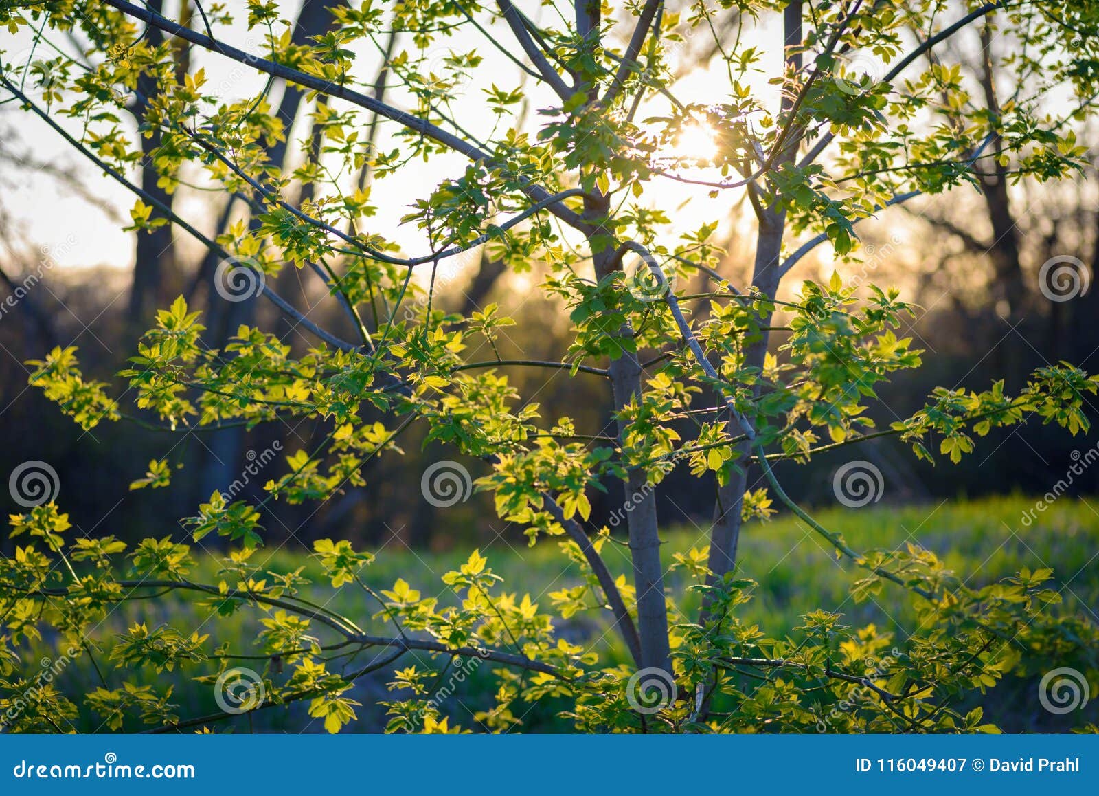 Young Tree Glowing in Spring Sunlight Stock Image - Image of season ...