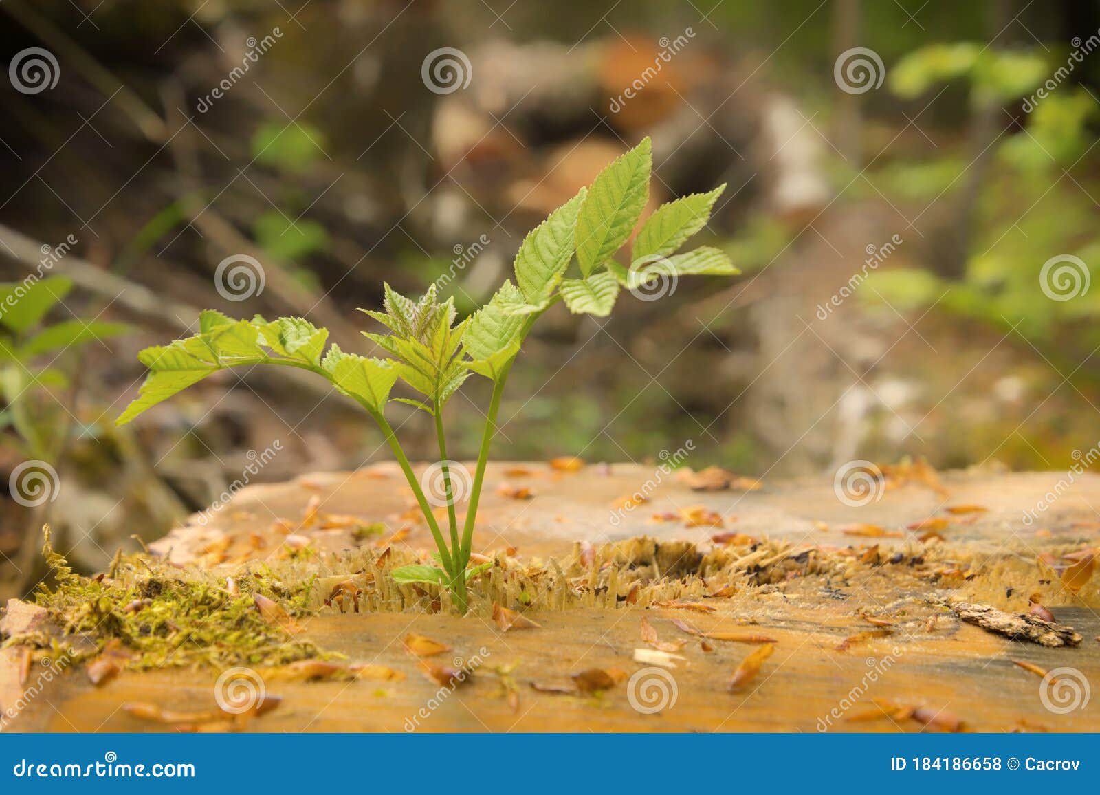 Sapling on a tree stump stock photo. Image of basket - 184186658