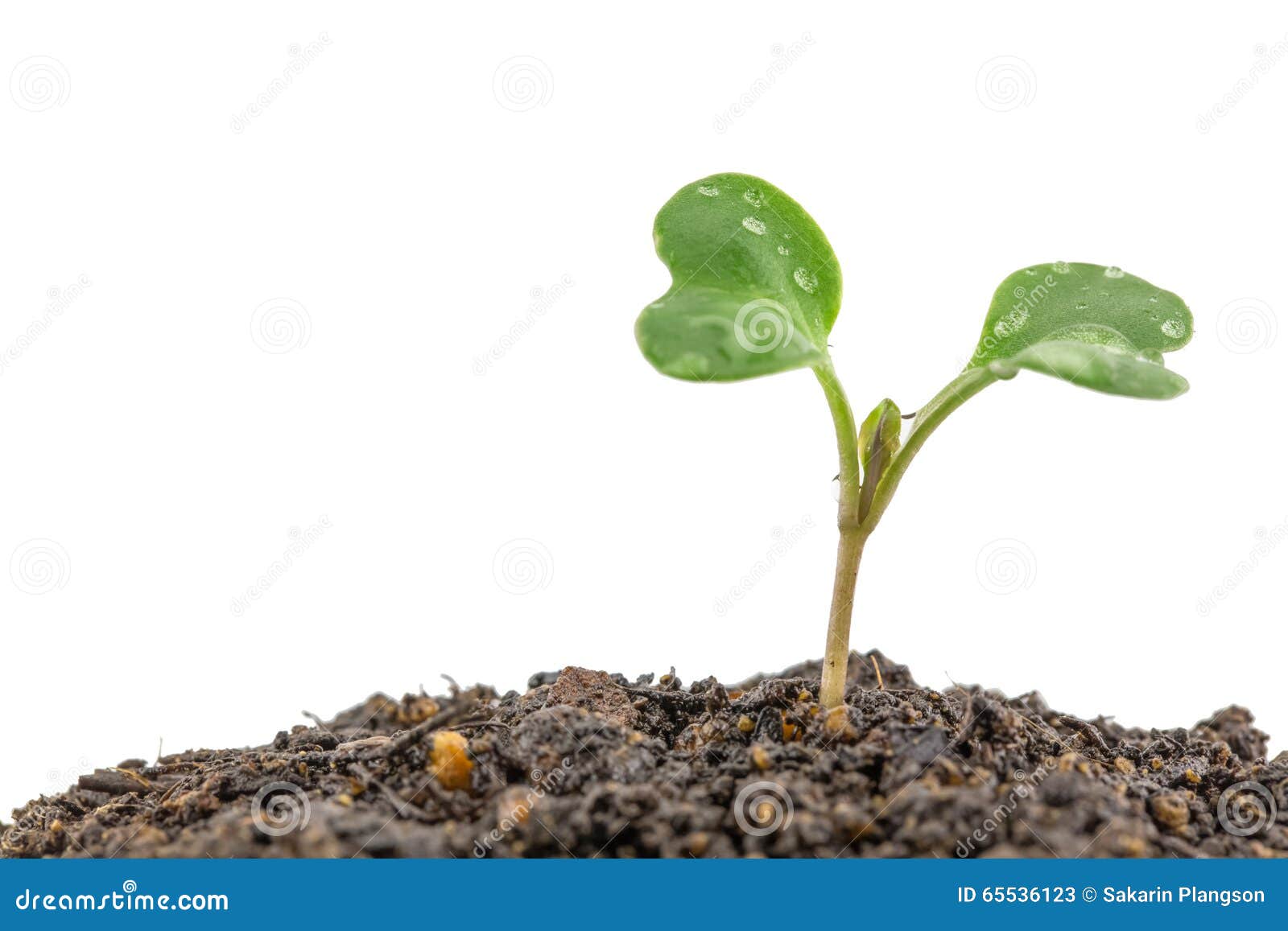 Sapling of a tree stock image. Image of increase, cultivated - 65536123