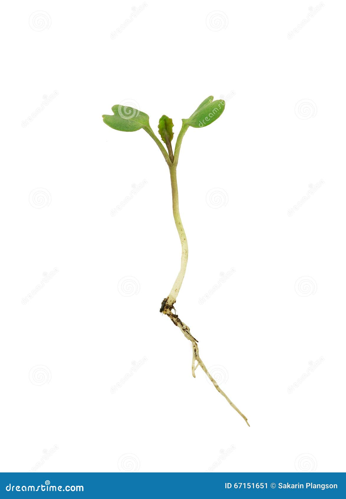 Sapling of a tree stock image. Image of closeup, natural - 67151651