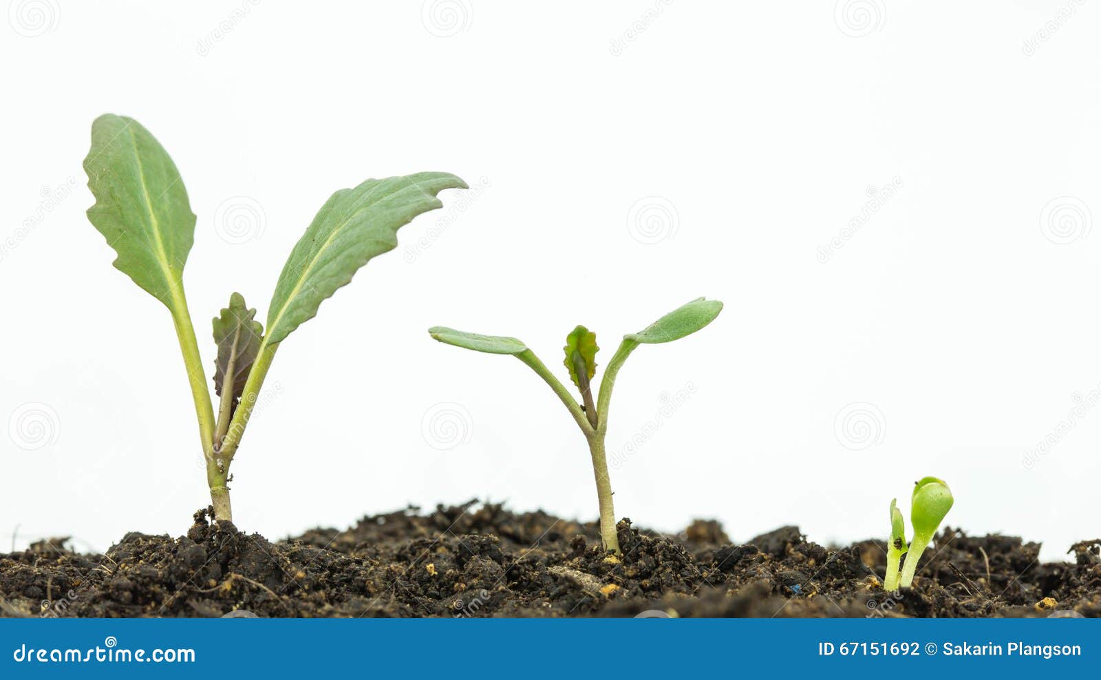 Sapling of a tree stock photo. Image of growing, fresh - 67151692