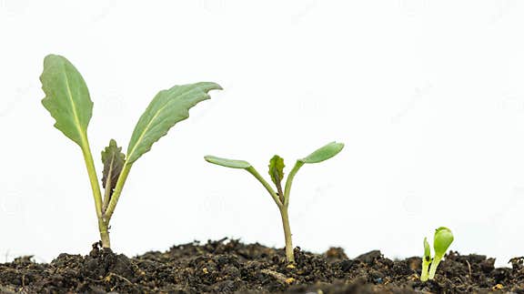 Sapling of a tree stock photo. Image of growing, fresh - 67151692