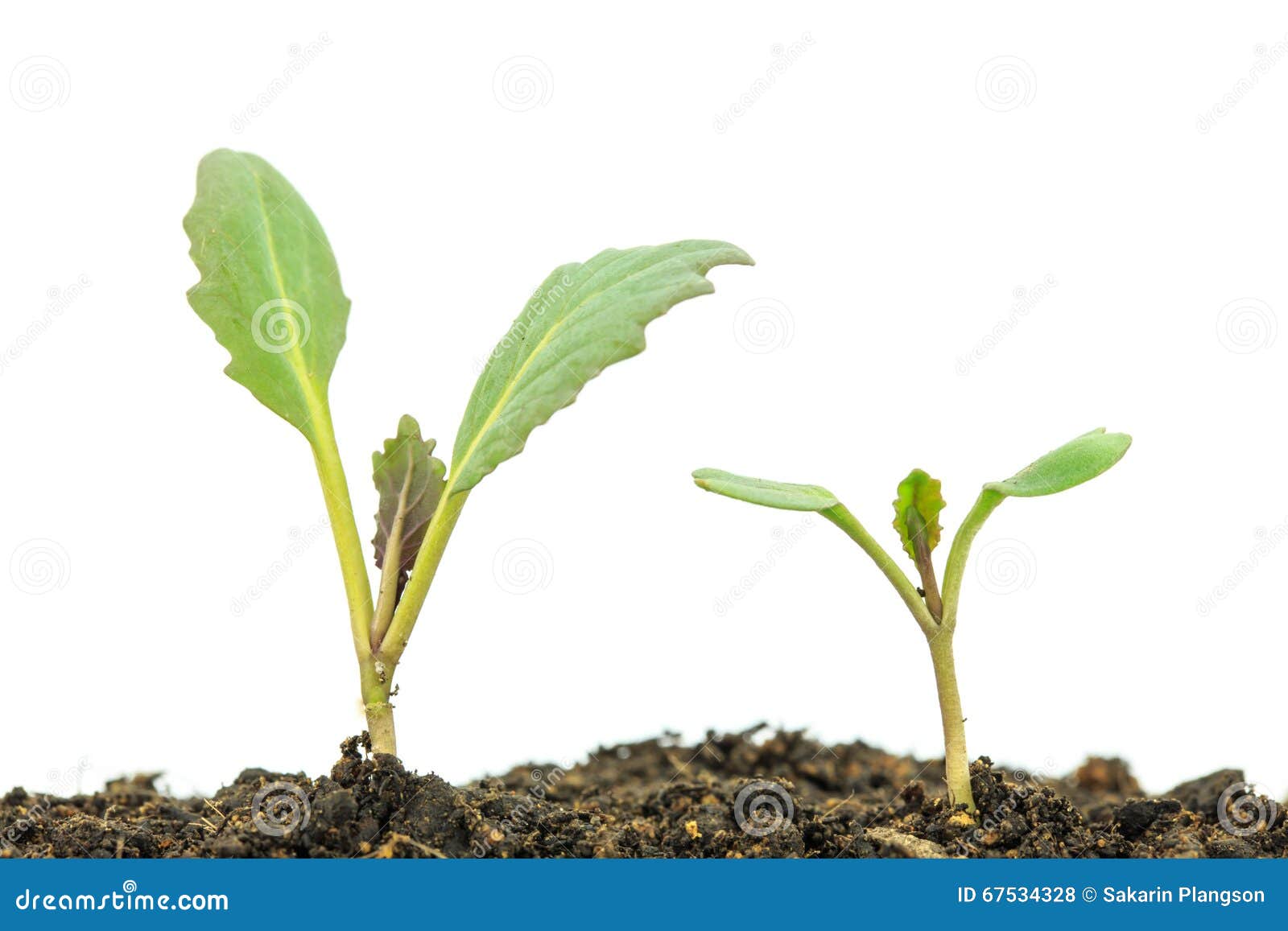 Sapling of a tree stock photo. Image of cultivated, beginnings - 67534328