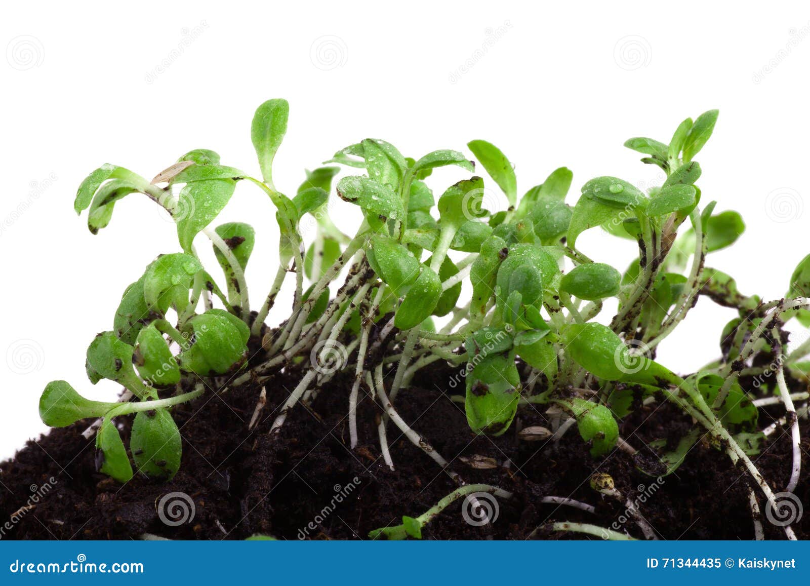 Sapling of a Tree on a White Background Stock Image - Image of ...