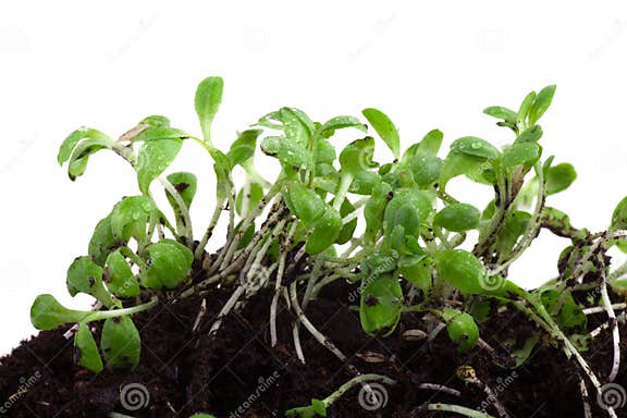 Sapling of a Tree on a White Background Stock Image - Image of ...