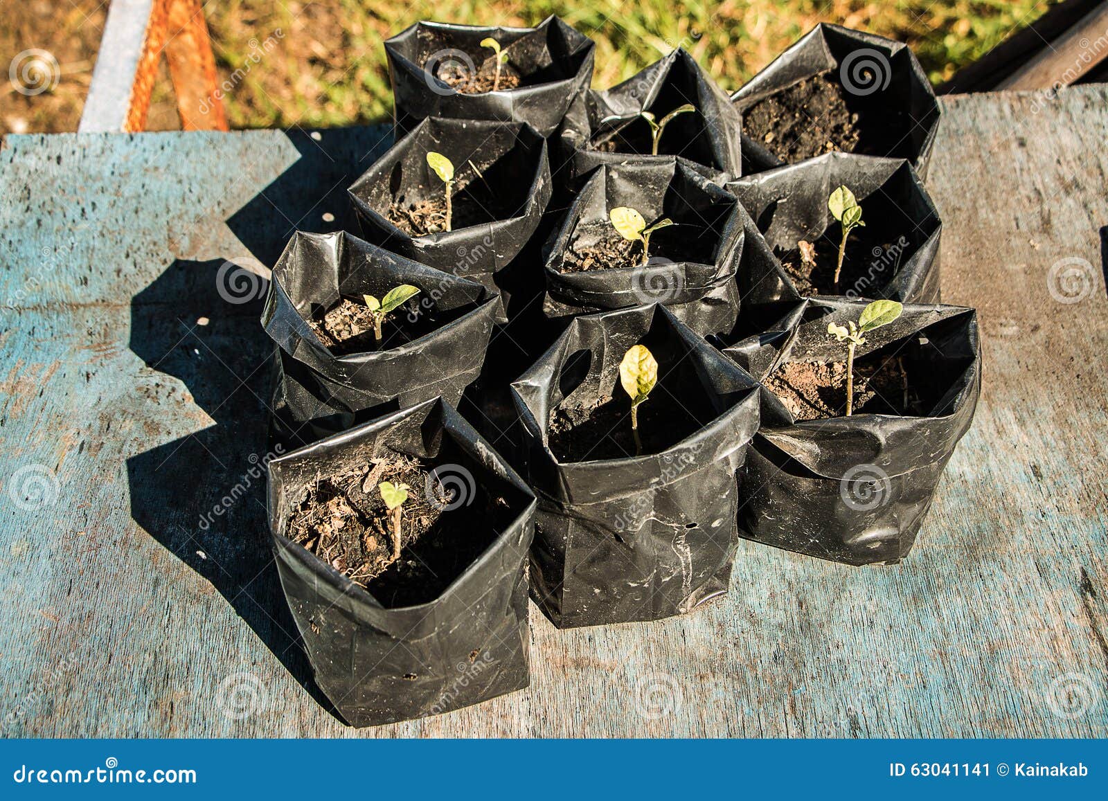 Sapling of Trees are Growing. Stock Image - Image of gardening, dirt ...