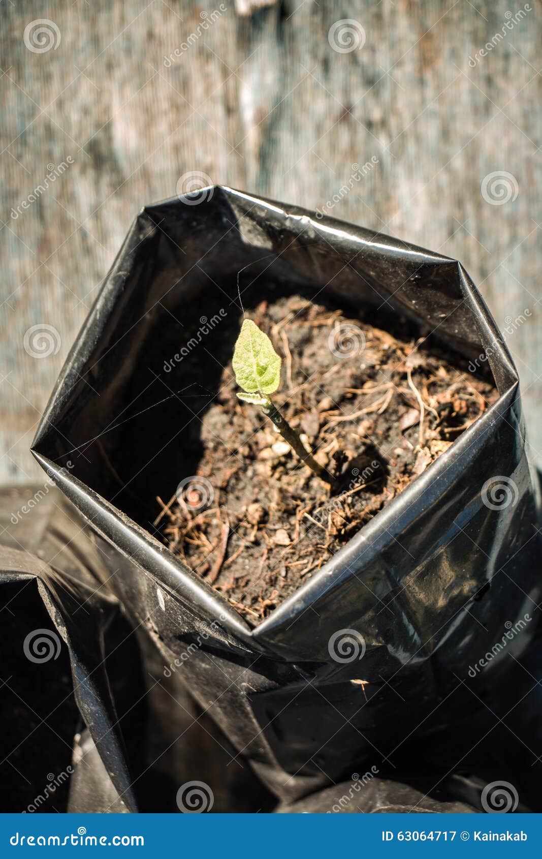 Sapling of Trees are Growing. Stock Image - Image of cultivation ...