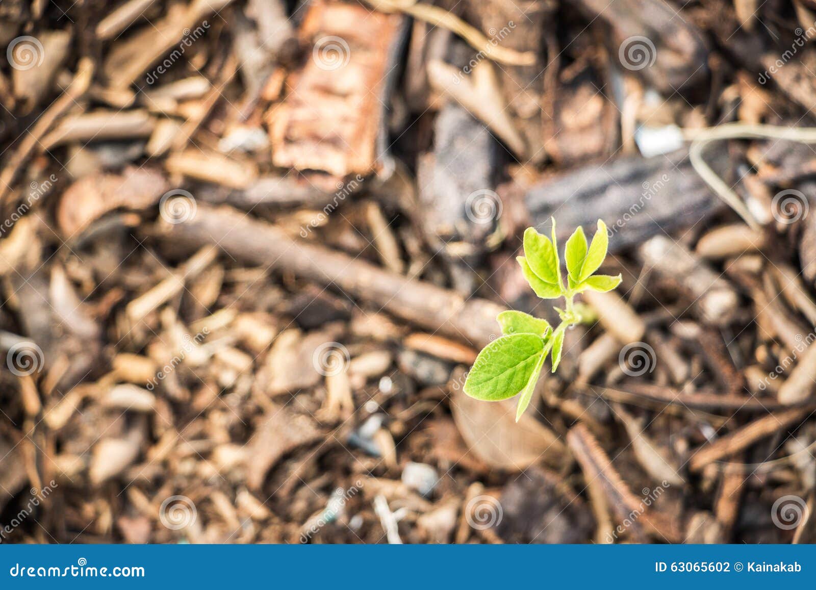 Sapling of Trees are Growing. Stock Photo - Image of inspiration ...