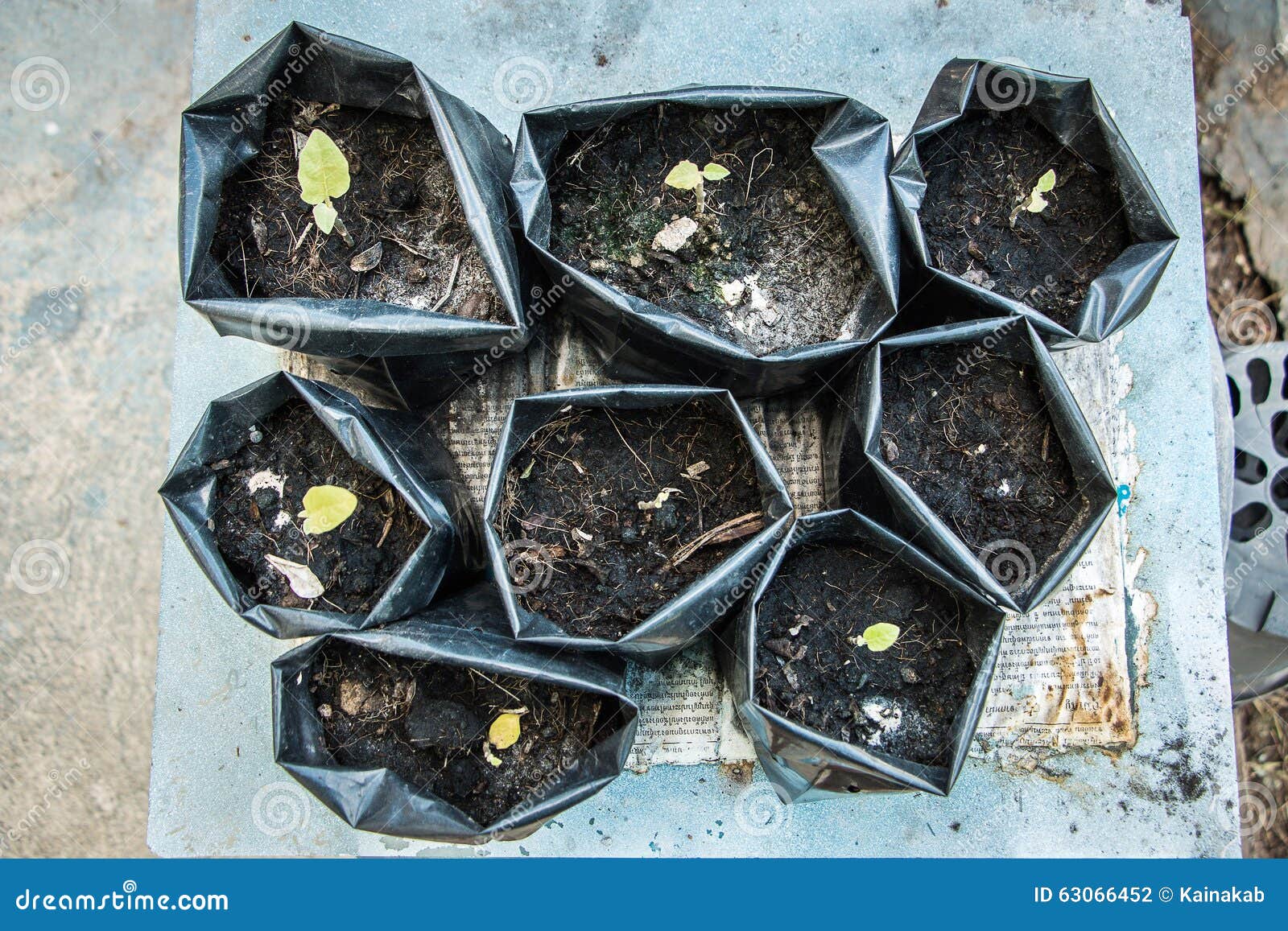 Sapling of Trees are Growing. Stock Photo - Image of sapling, planting ...