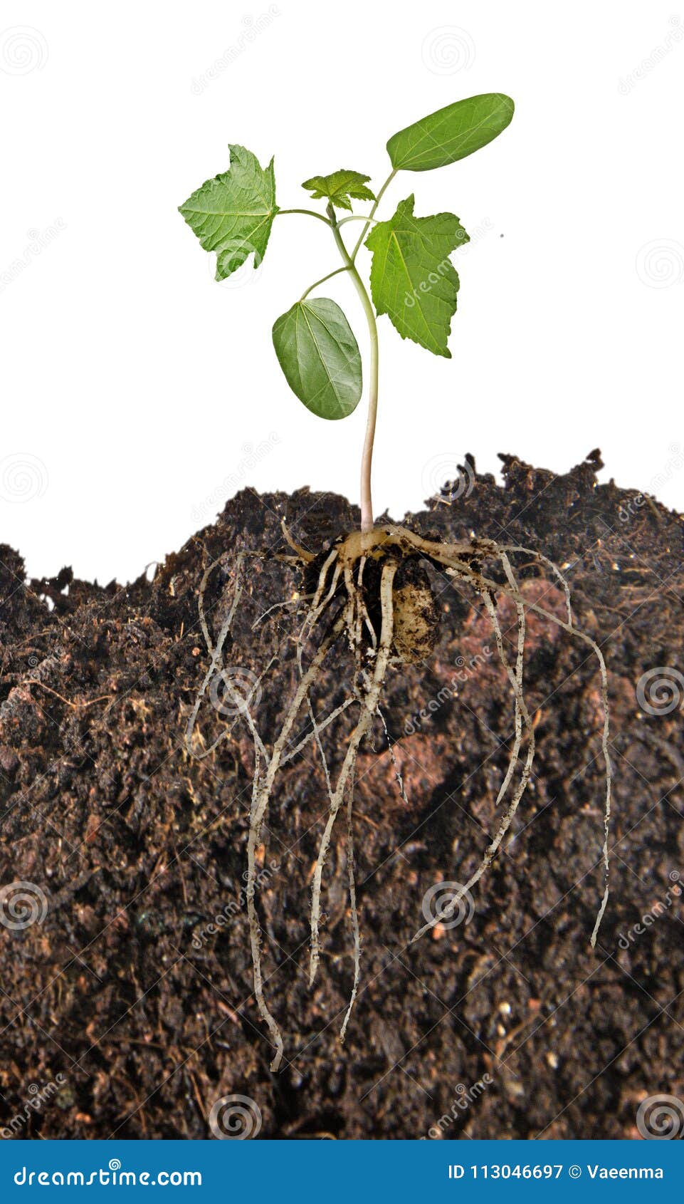 Sapling on White Background Stock Image - Image of botany, vertical ...
