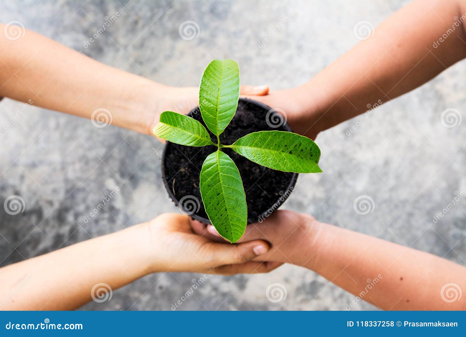 Sapling stock photo. Image of life, ecology, care, nature - 118337258