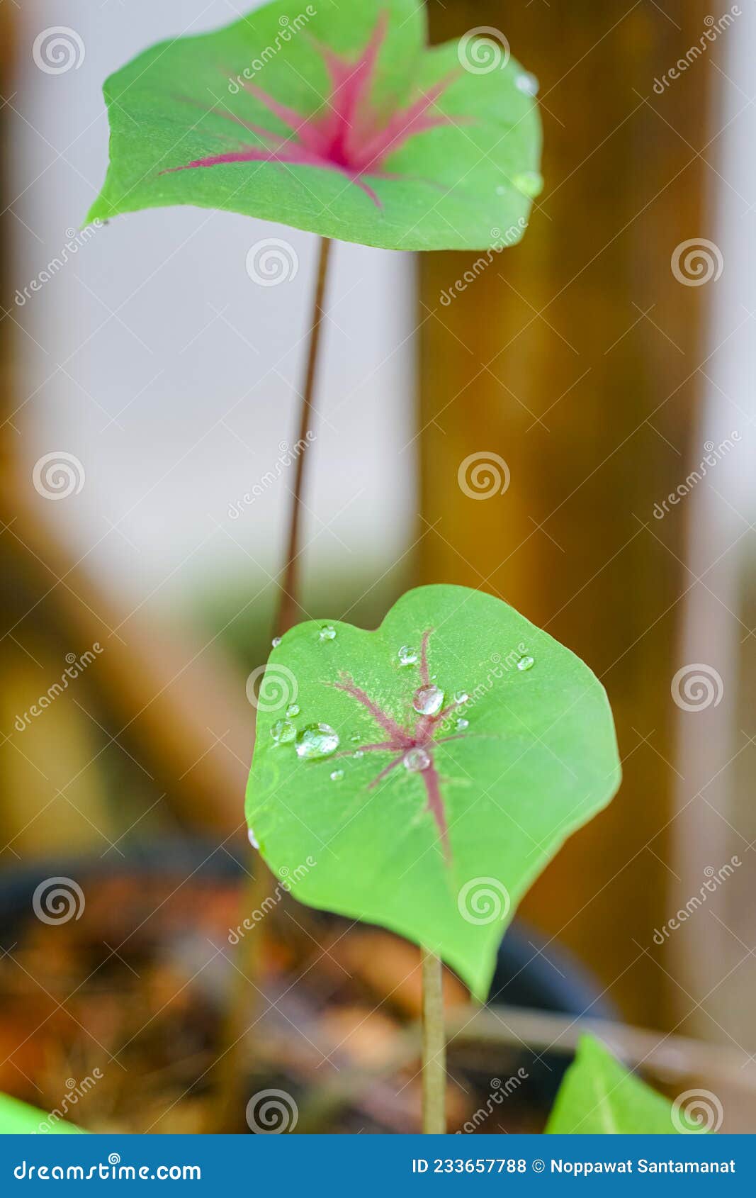 The Saplings of the Bon Tree Tropical Jungle are Growing in the Garden ...