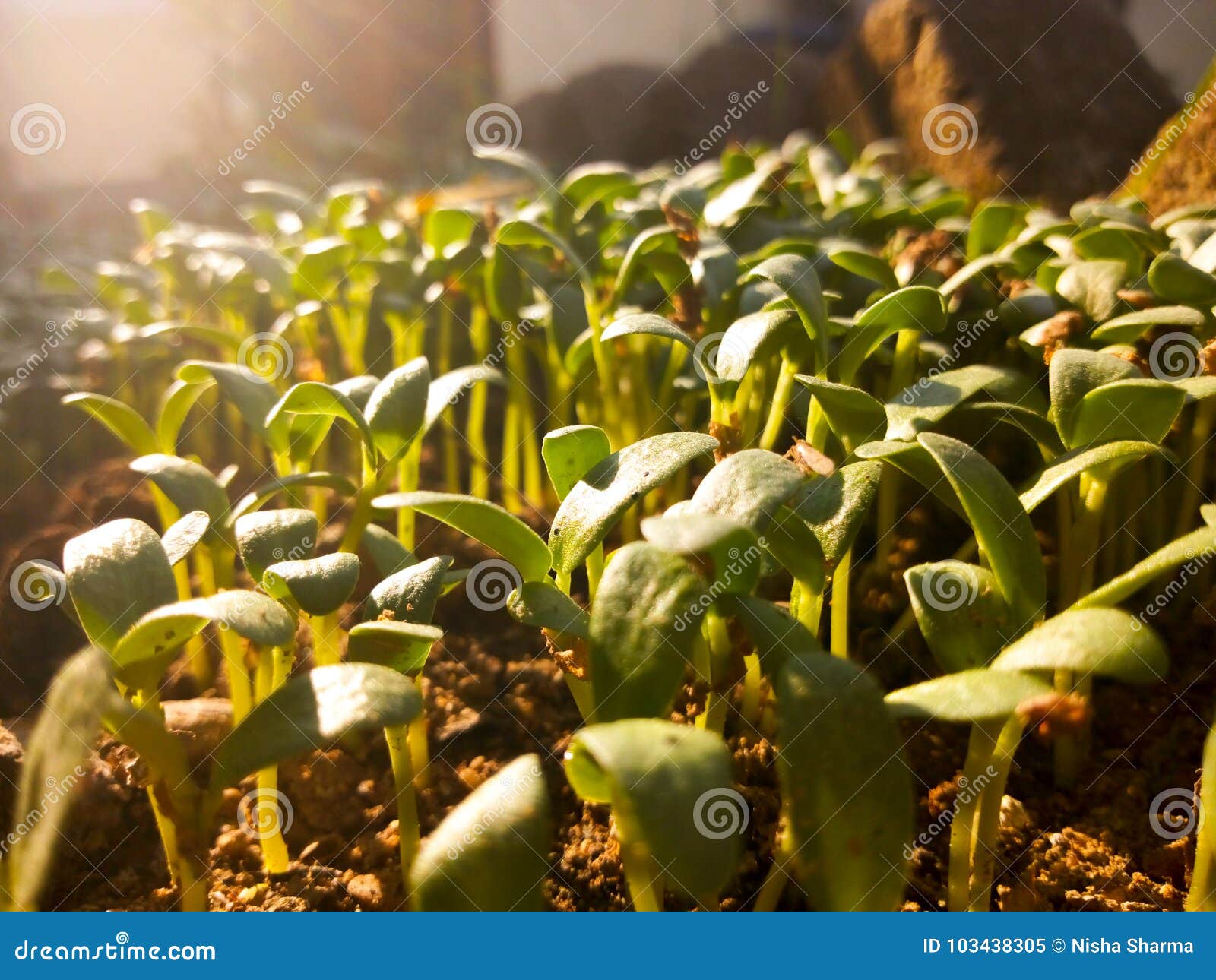 Saplings stock image. Image of saplings, nature, sunny - 103438305