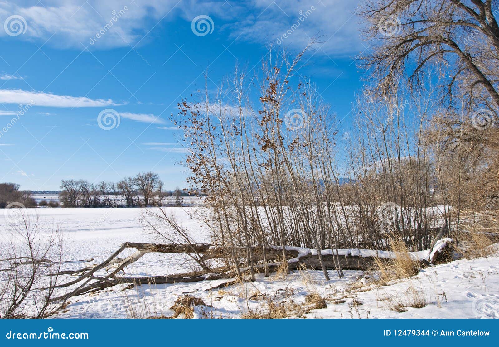 Saplings and Fallen Log by a Frozen Lake Stock Photo - Image of ...