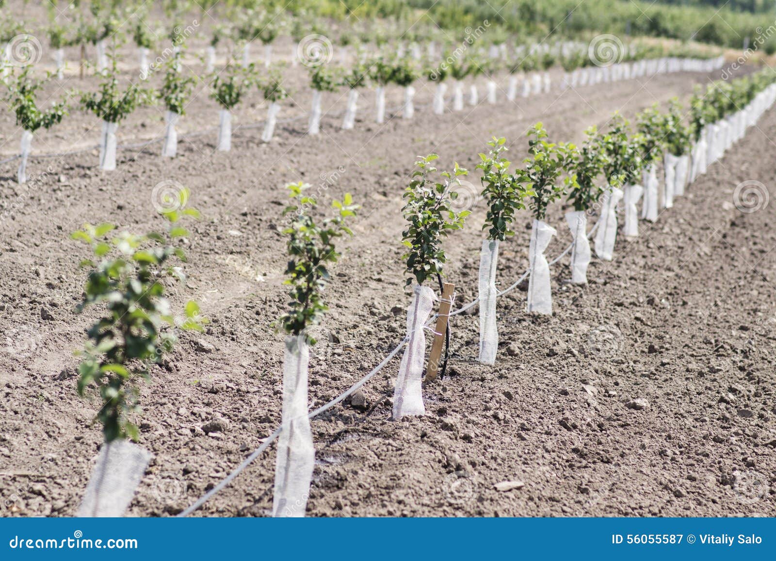 Saplings stock image. Image of ground, leaves, saplings - 56055587